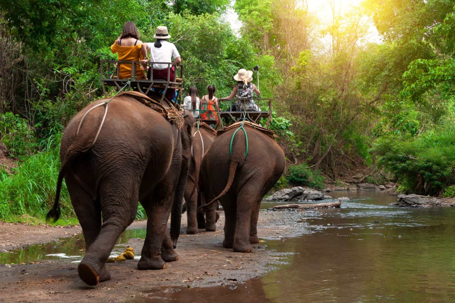 The Incredible Story of Bridge-Building Elephants in World War II