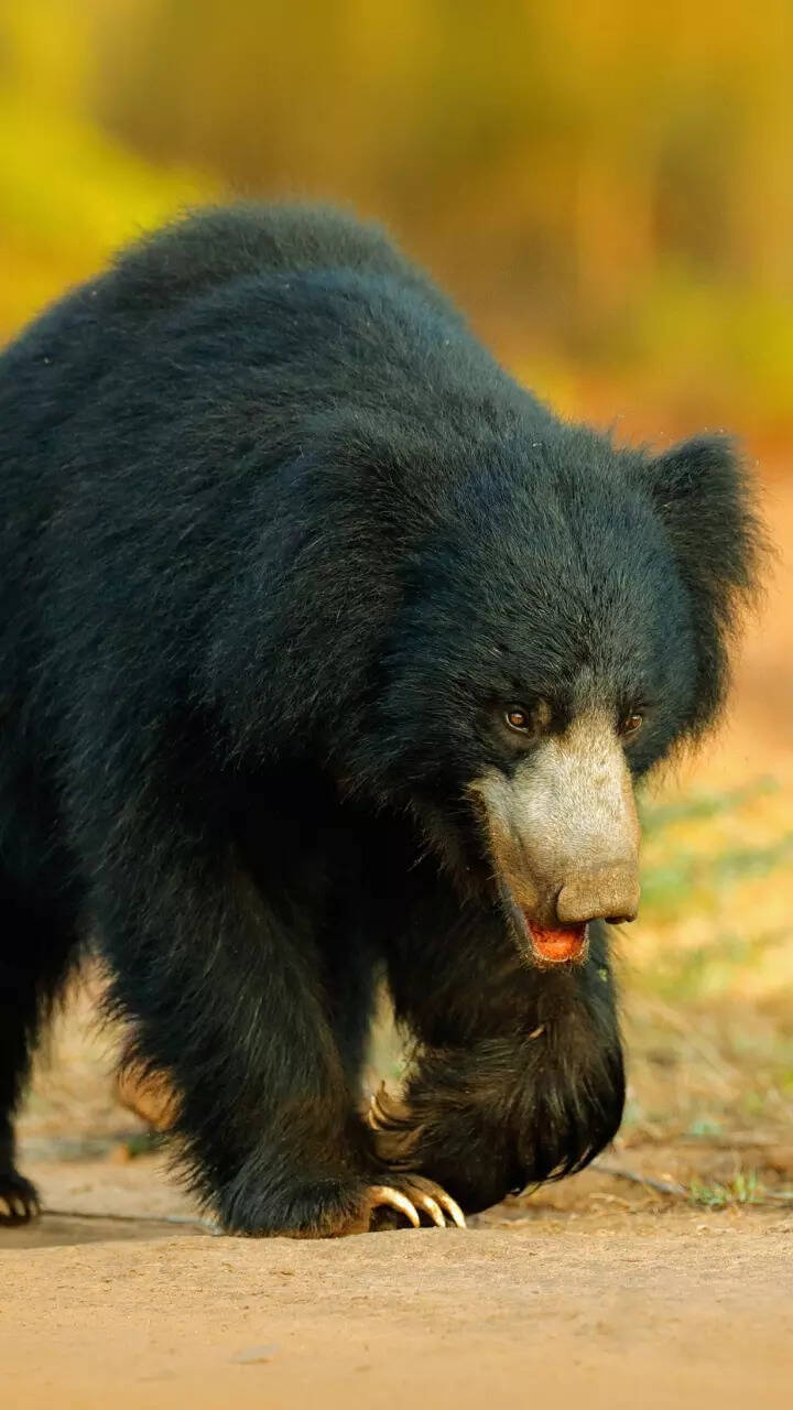 10 national parks and sanctuaries in India famous for bears