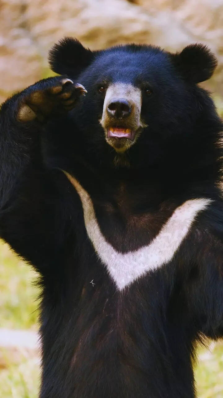 10 national parks and sanctuaries in India famous for bears