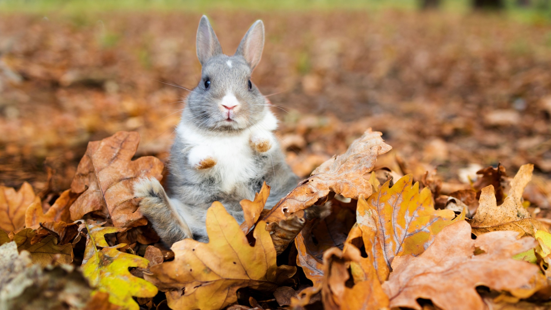 7 Fun Facts About Rabbits You Might Not Know