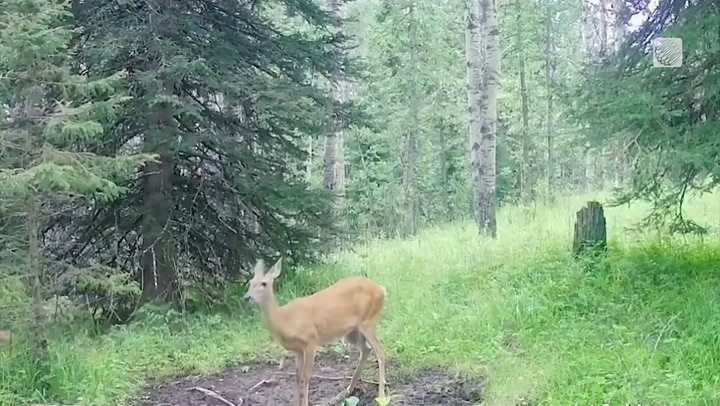 A little fawn has a case of the zoomies, caught on trial cam