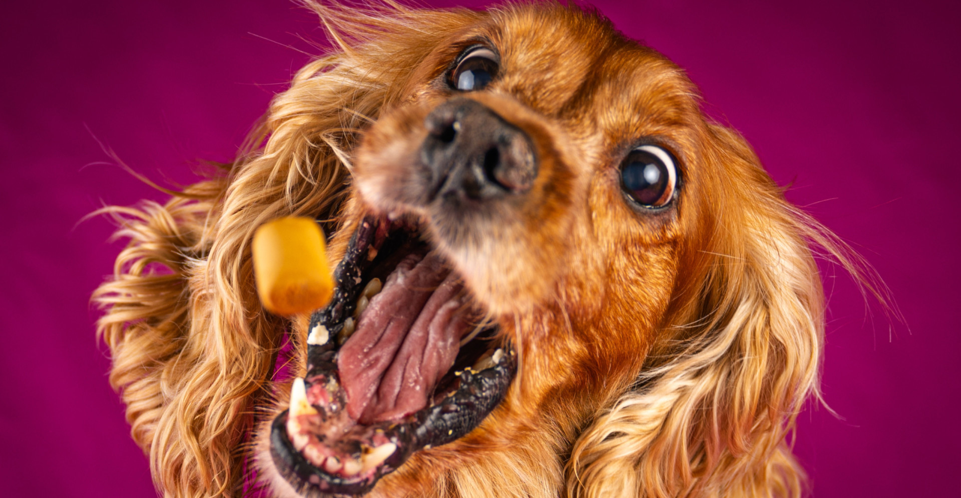 Classical conditioning: Ivan Pavlov’s dog experiment