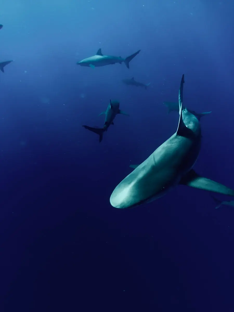 Vulcão “Sharkcano”: tubarões vivendo em lava! Descobertas incríveis que ...