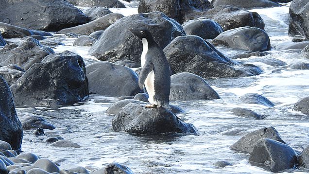 Stranded baby penguin reunited with colony