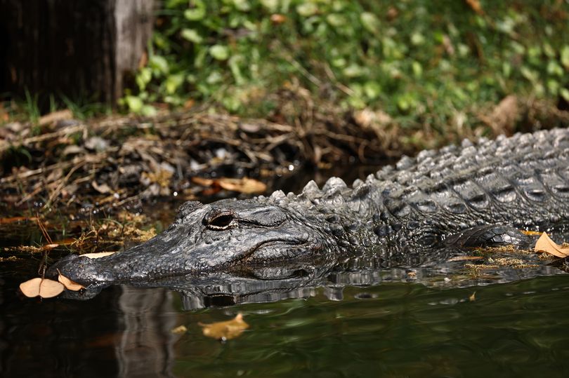 Inside South Carolina island where there have been 7 alligator attacks ...