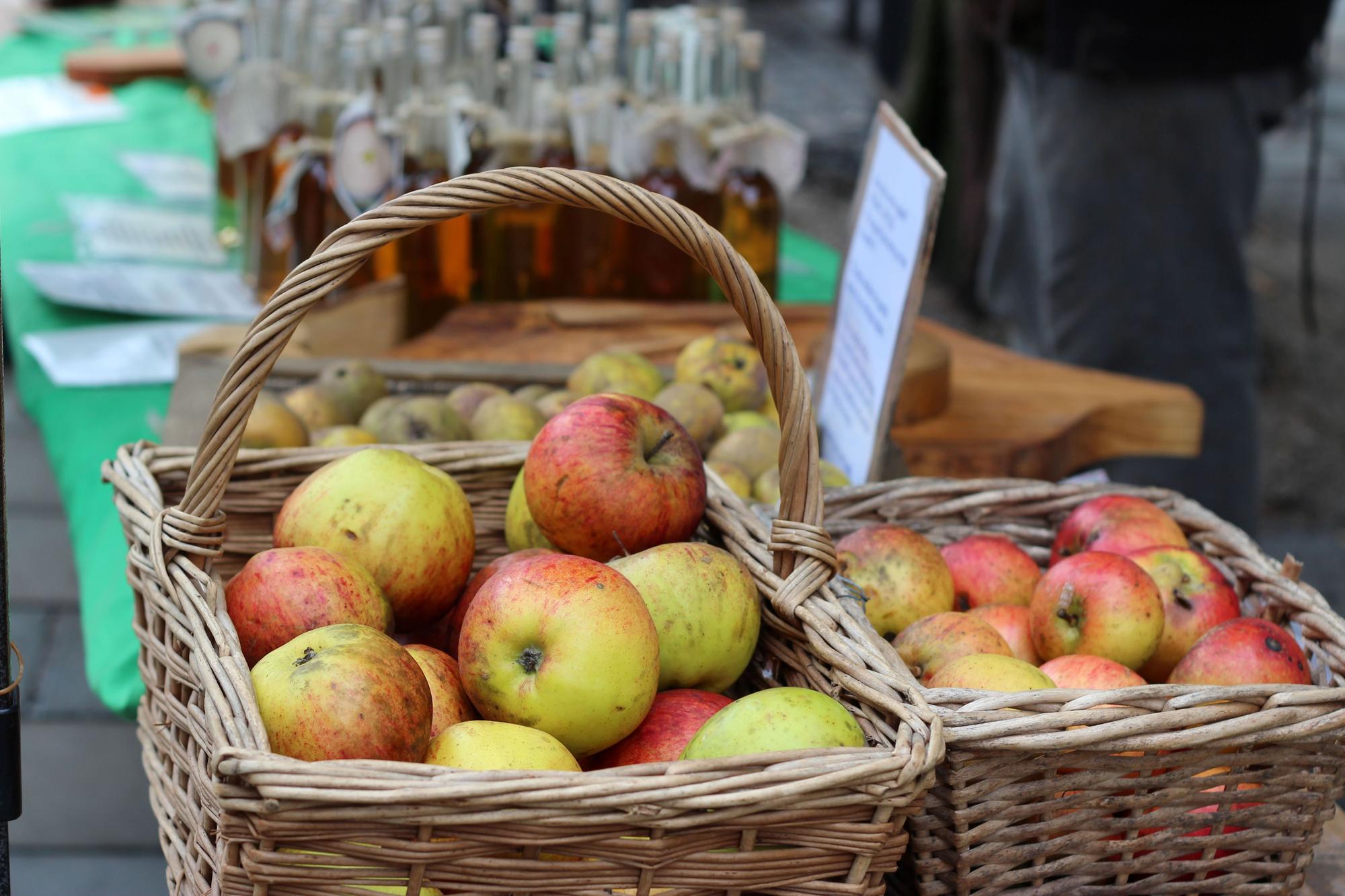 Second bite at Apple Day for Leighton Hall – bigger, juicier, and ...