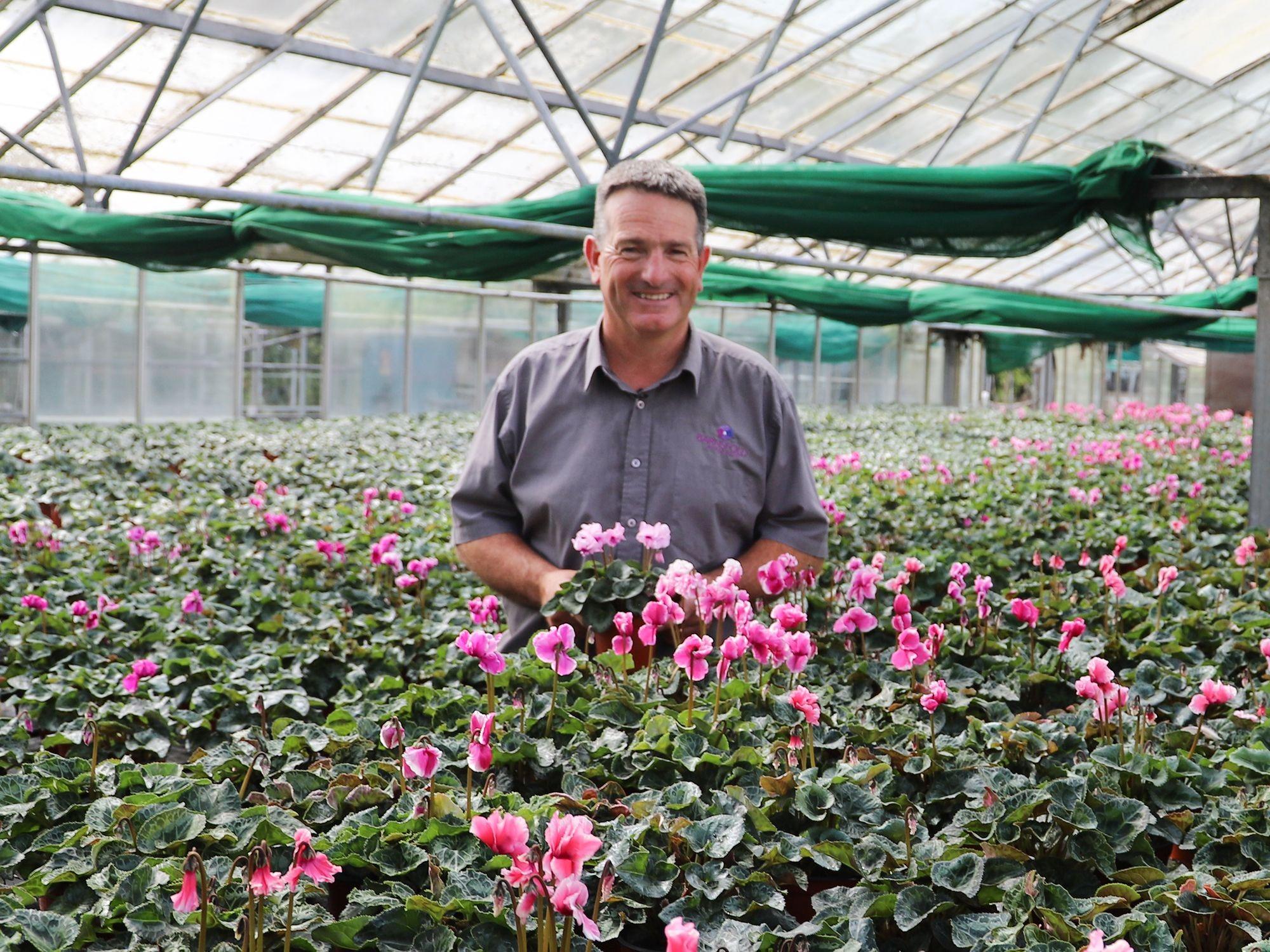 Garden centre's Festival of Cyclamen brings autumn cheer