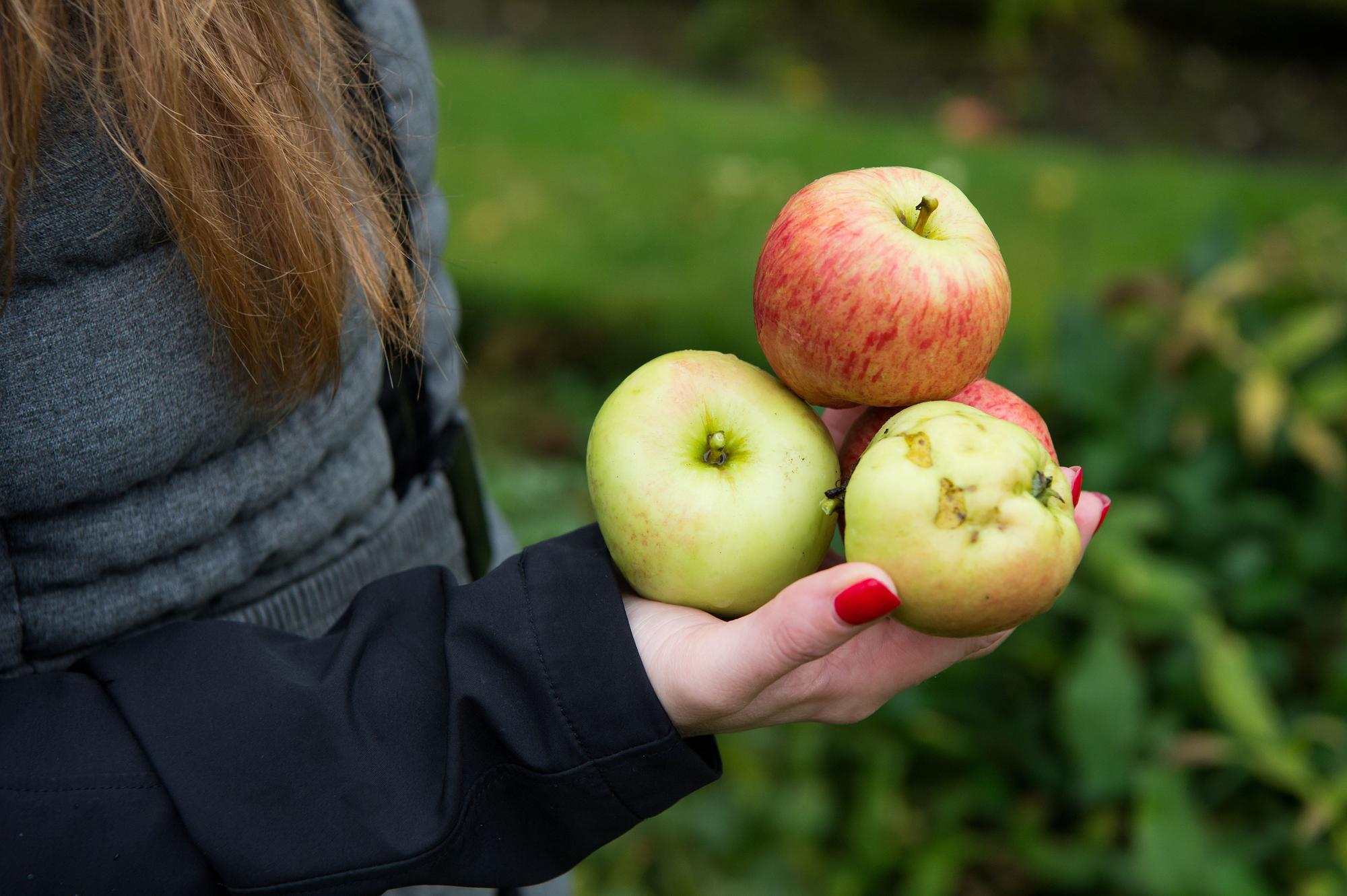 Second Bite at Apple Day for Leighton Hall