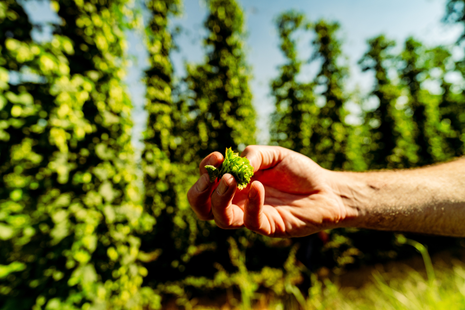 Why fresh hop beers are the ultimate taste of September