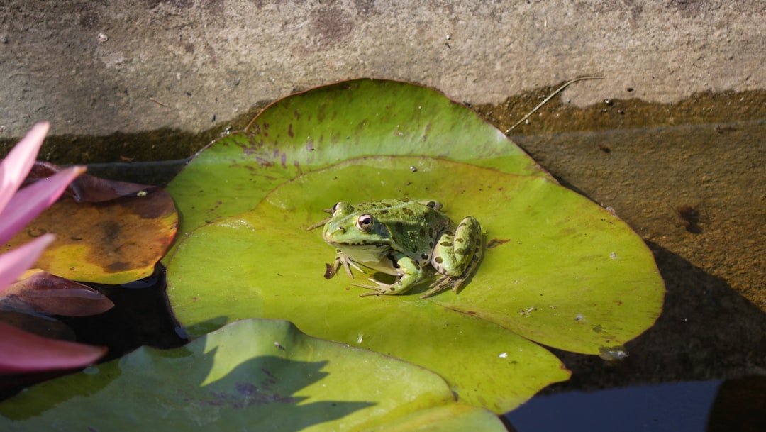 The Silent Disappearance of Amphibians Across the Globe