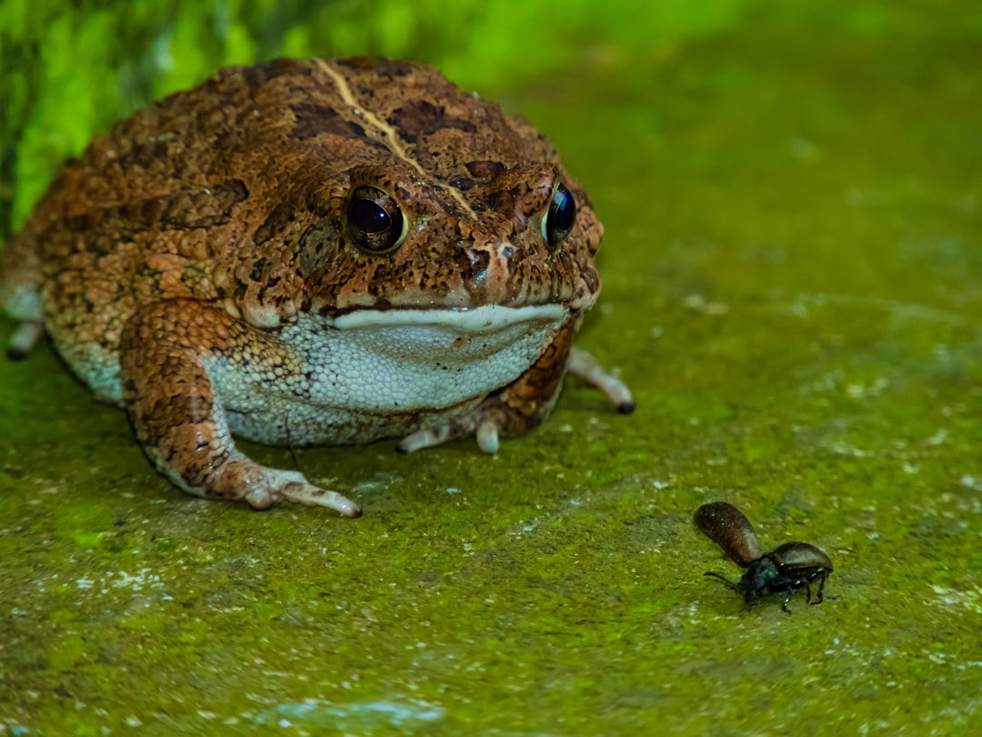 The Silent Disappearance of Amphibians Across the Globe