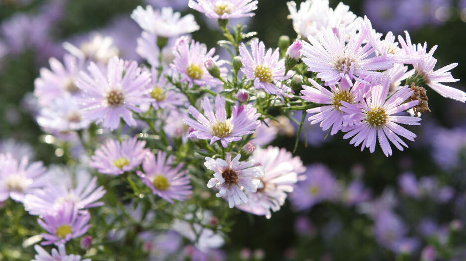 3 Pflegetipps für Astern