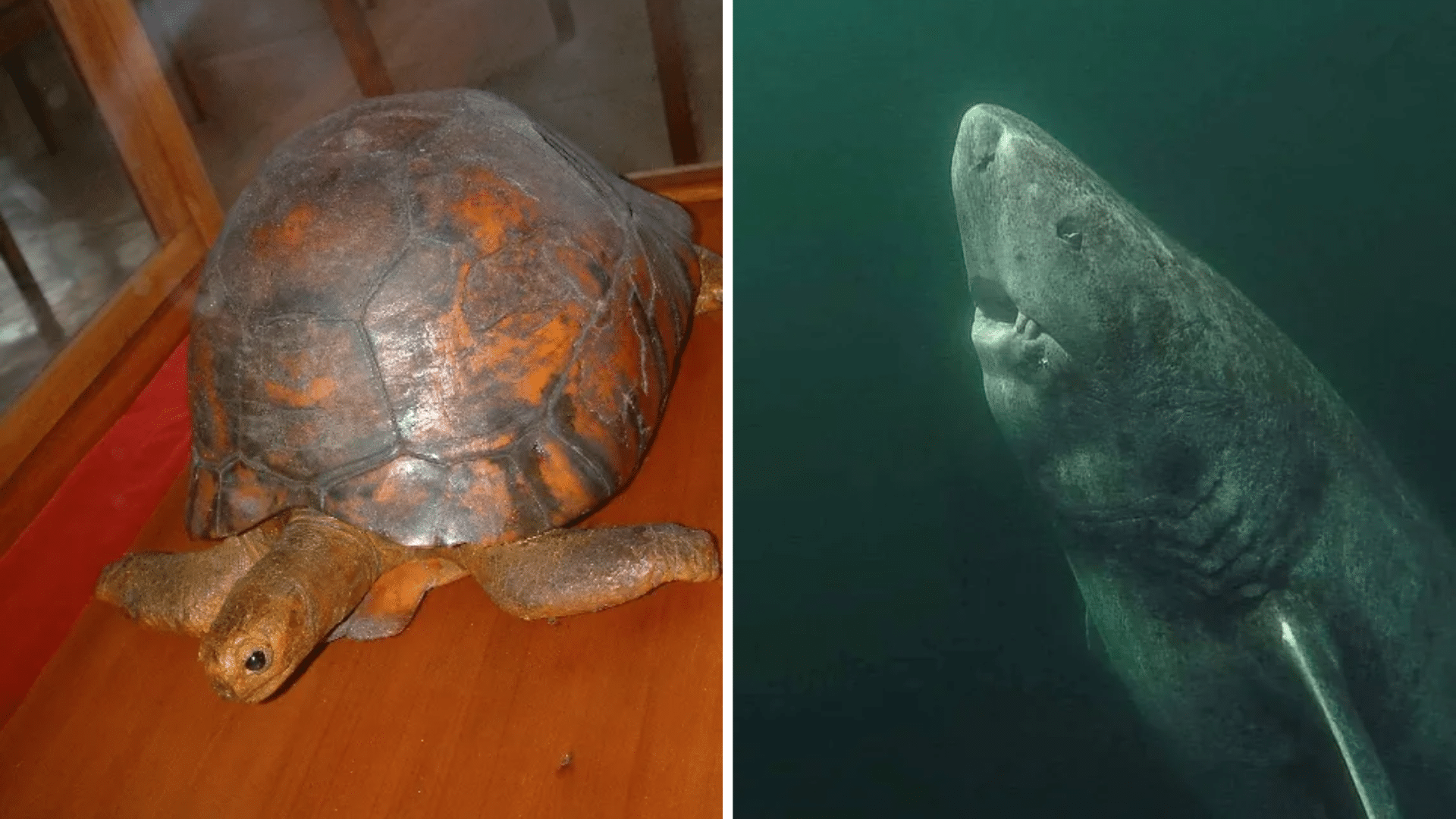 20 Animals With the Longest Recorded Lifespans