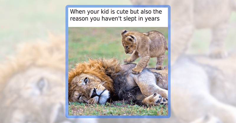 21 Ferocious Feline Memes With Wild Humor to Wake Up Tired Animal Fans