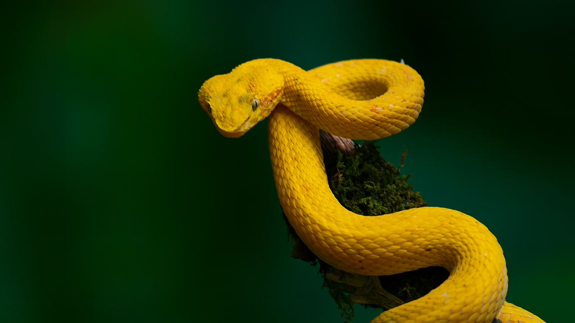 Wildlife Close-Up – De Opvallende Gele Wimperadder (4K)
