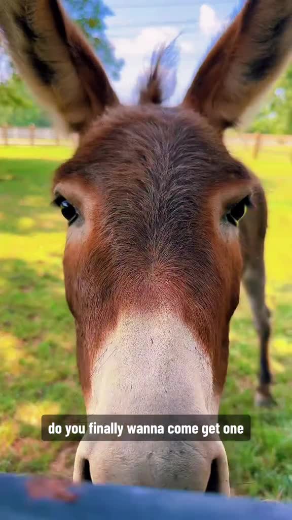 Girl Time With My Donkeys: Carrot Snack Party in the Pasture!