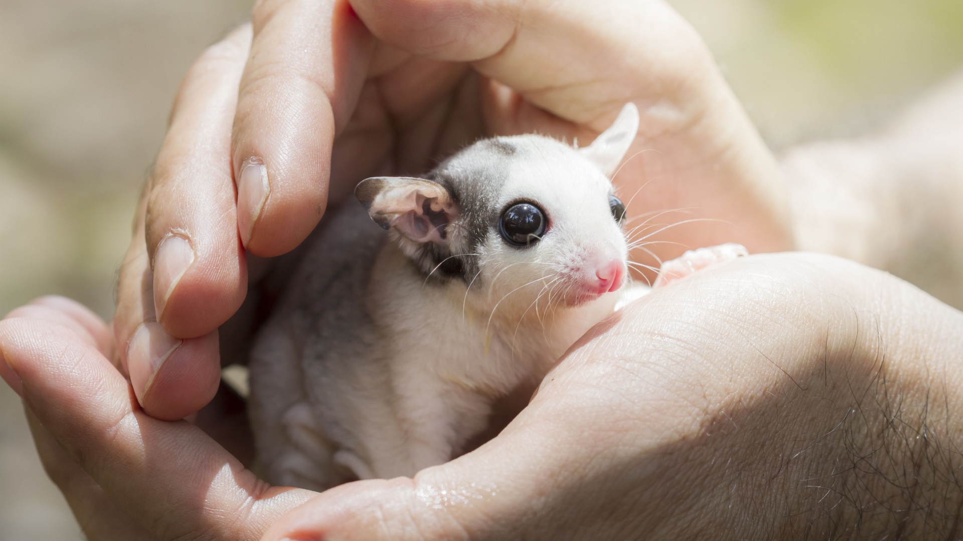 The Hidden Struggles Of Exotic Pets And Their Owners