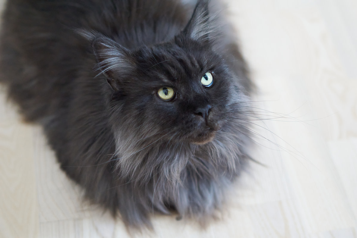 Maine Coon Cat Becomes 'Professional Biscuit Maker' and His Intense ...