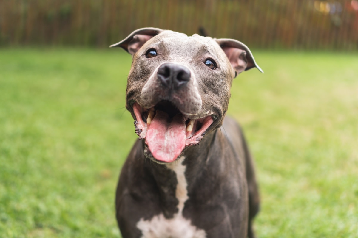 Pit Bull's Wide, Relieved Smile After Realizing He's Out of the Shelter ...