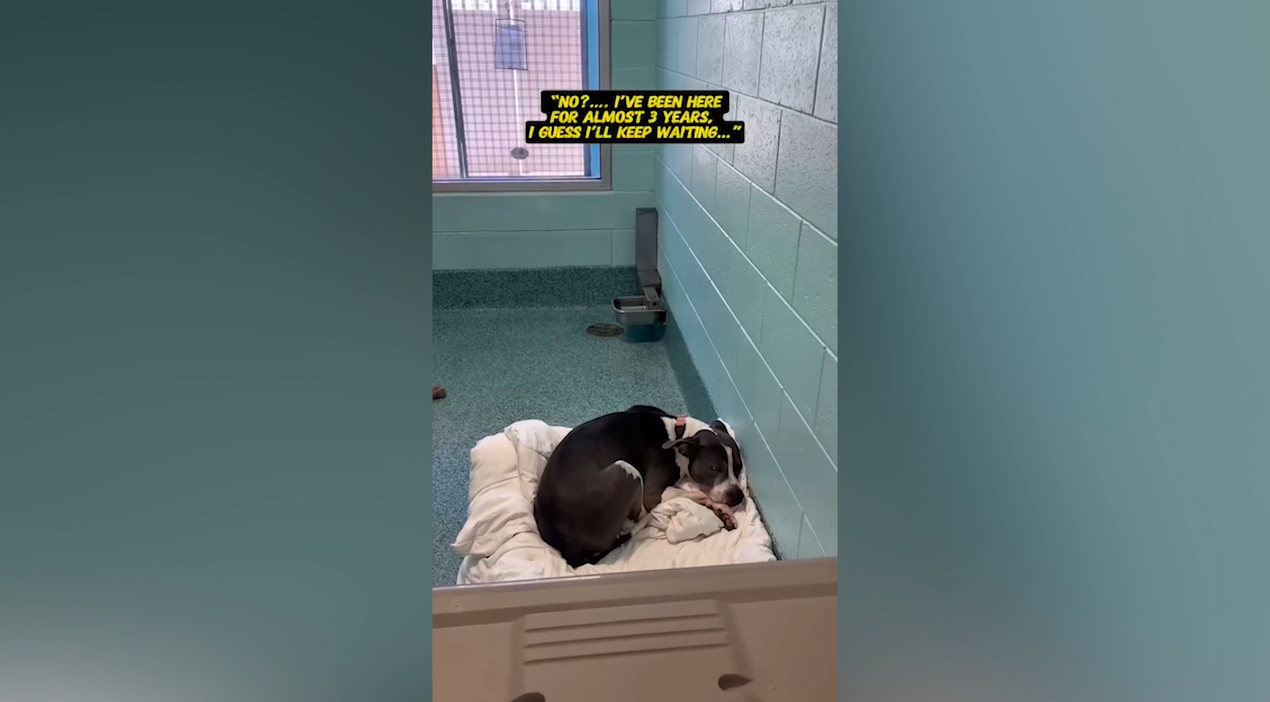 Dog In Shelter For 3 Years Waiting ‘Day After Day’ For Family Breaks Hearts