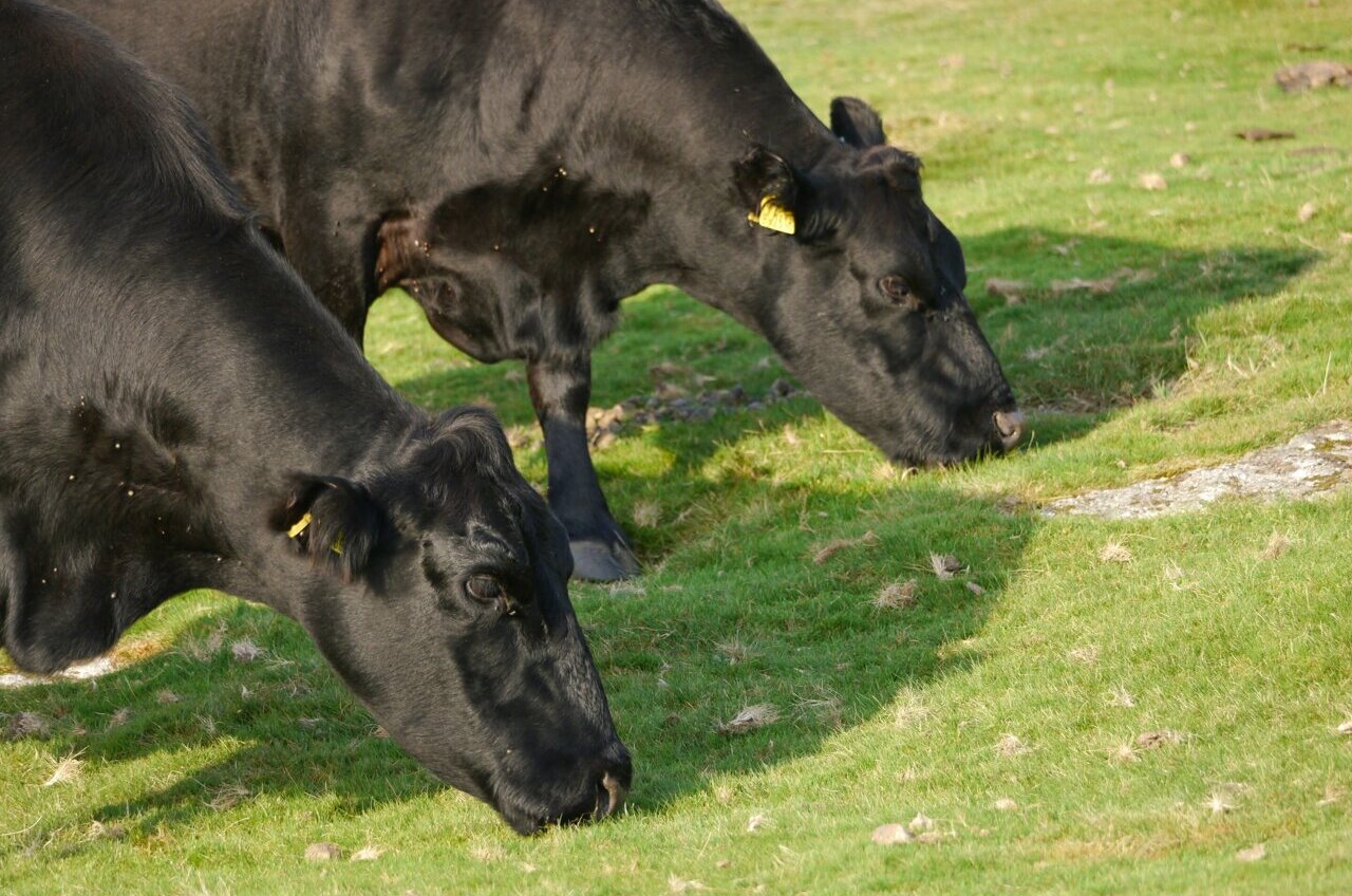 Grazing cattle at low intensities could sustain biodiversity on modern ...