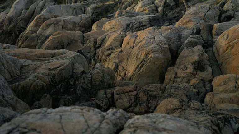 ‘Gigantic' prehistoric creature discovered in Russian quarry is a new ...