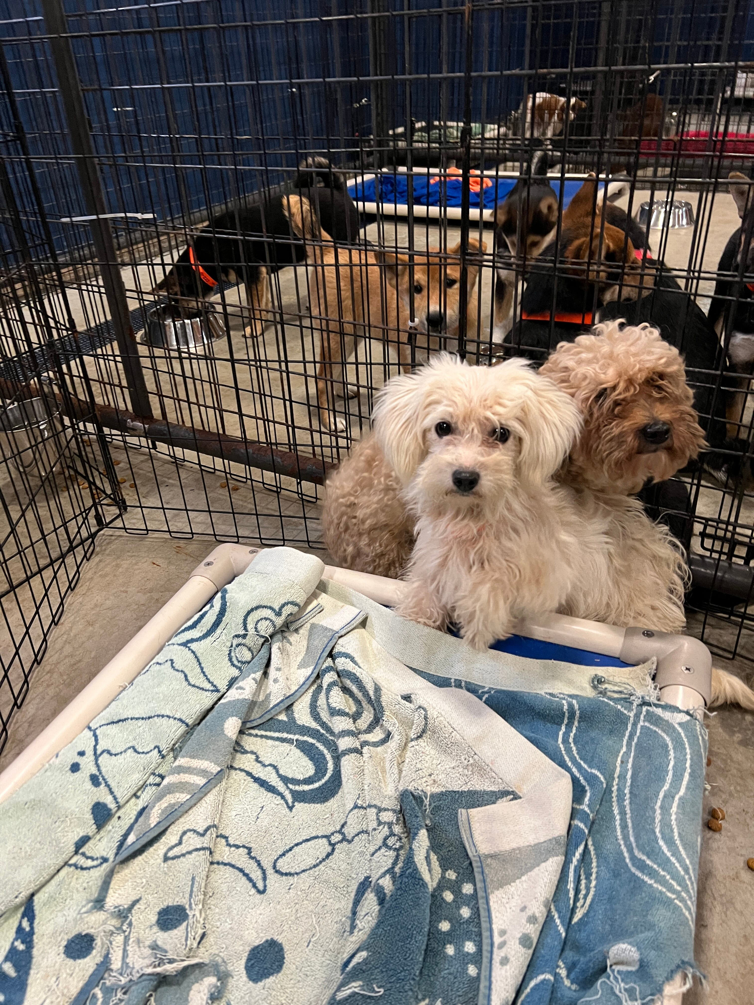 MSPCA rescues 27 dogs from commercial breeding facilities