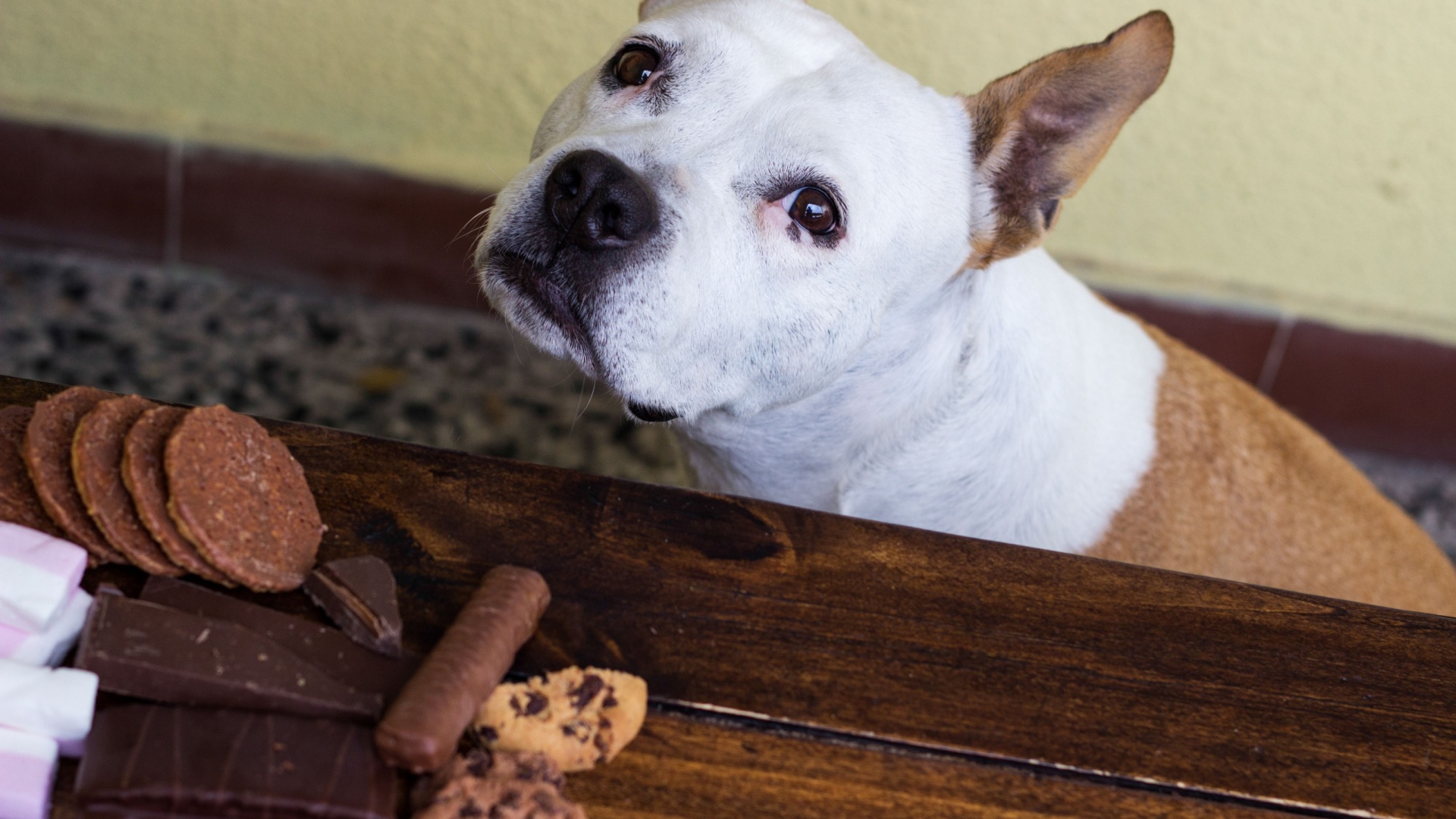 5 Reasons Your Dog Might Be Giving You The Side-Eye