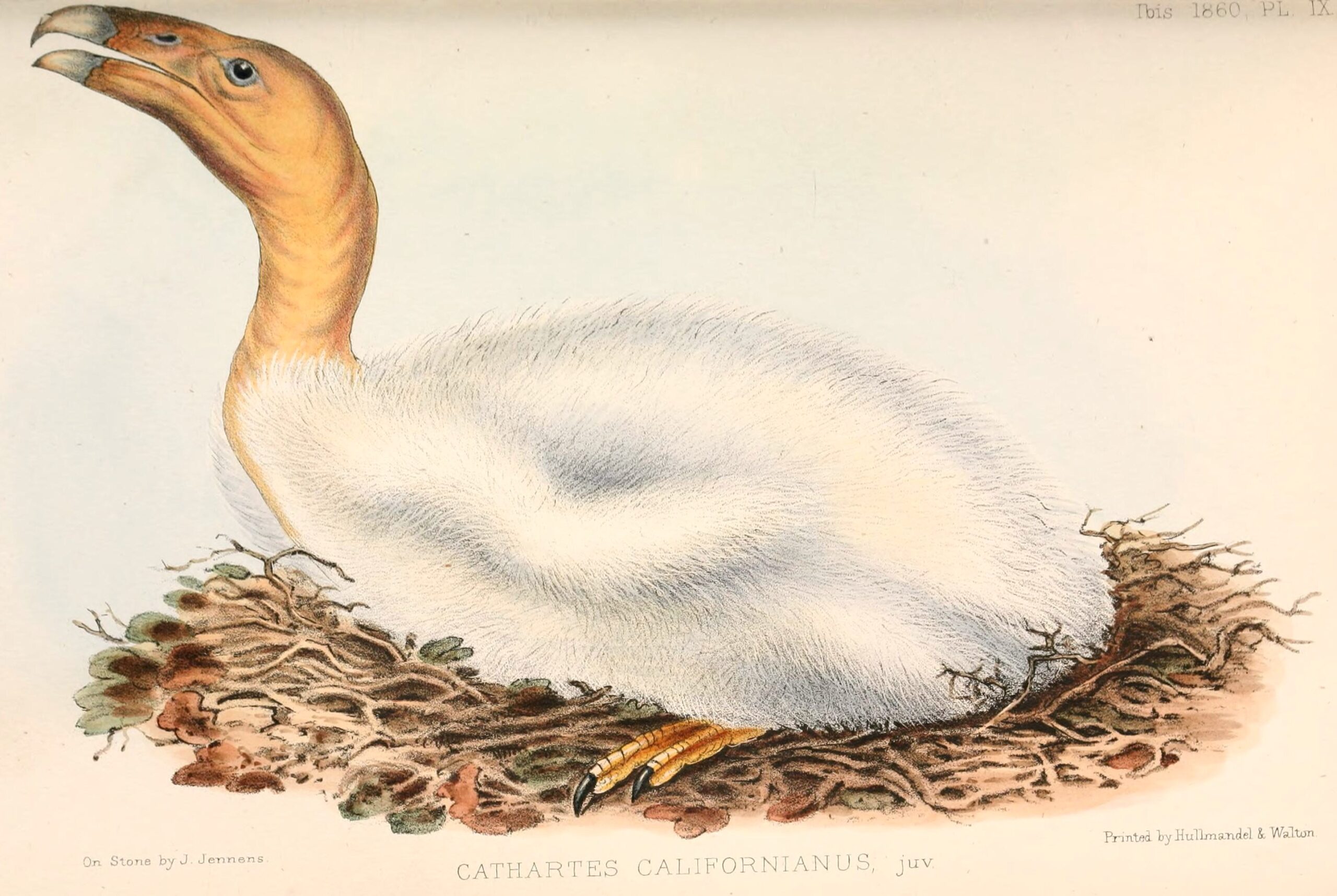 Why scientists had to make California’s giant condor “extinct” to save ...