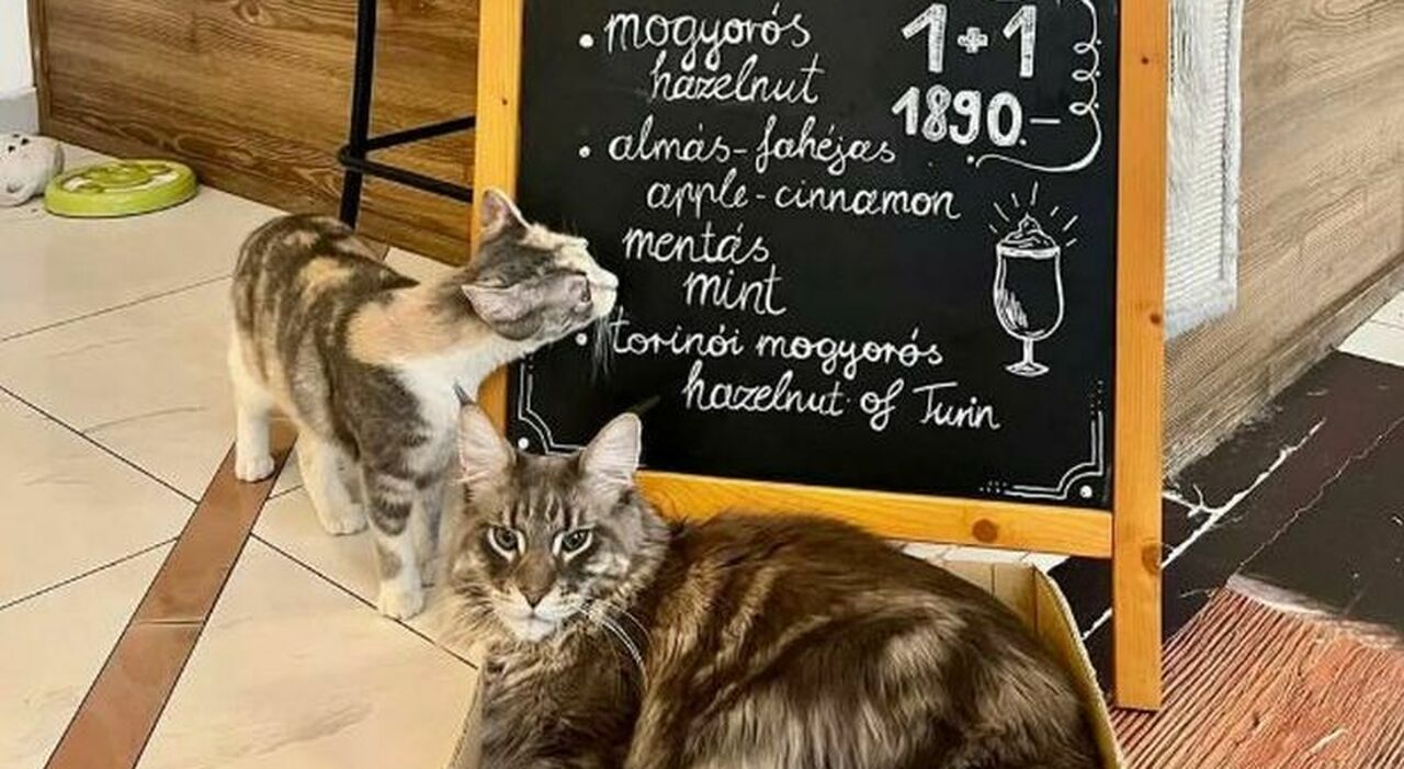 Il Cat Cafè sbarca in Puglia: a Trani il bar dei gatti. Come funziona
