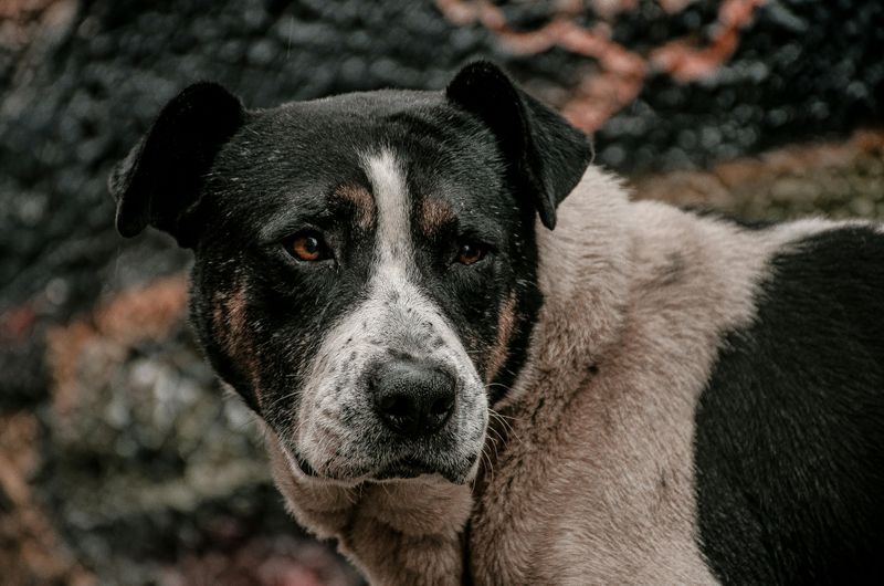 5 Reasons Your Dog Might Be Giving You The Side-Eye