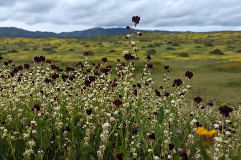 Timing, not traits, helps California’s jewelflowers adapt to diverse ...