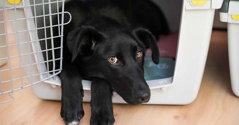 Crate Training a Rescue Dog: Mistakes to Avoid & How to Get It Right