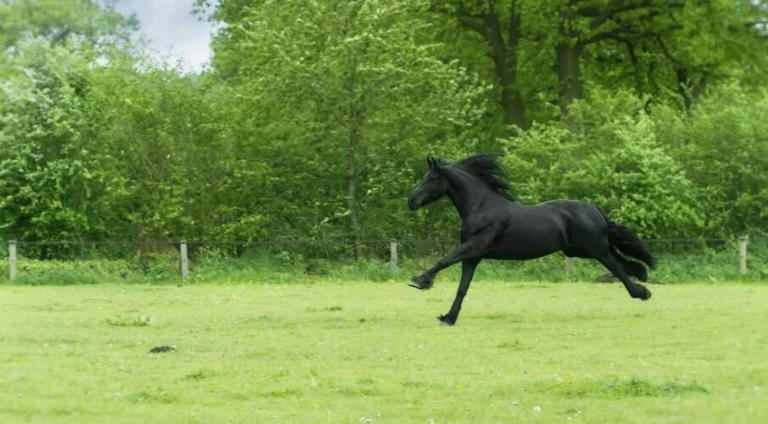 Horse in Theodore Roosevelt National Park euthanized after contracting ...