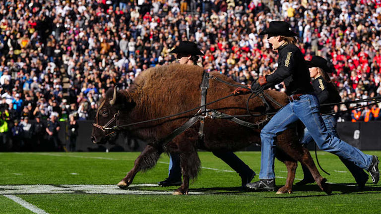 Colorado Buffaloes Announce Major Ralphie News Ahead of Wyoming Cowboys ...