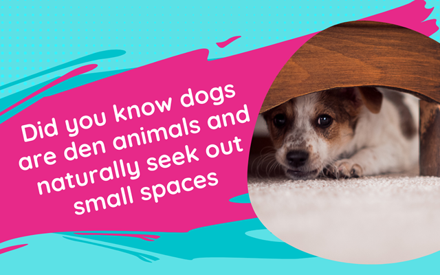 Crate Training a Rescue Dog: Mistakes to Avoid & How to Get It Right