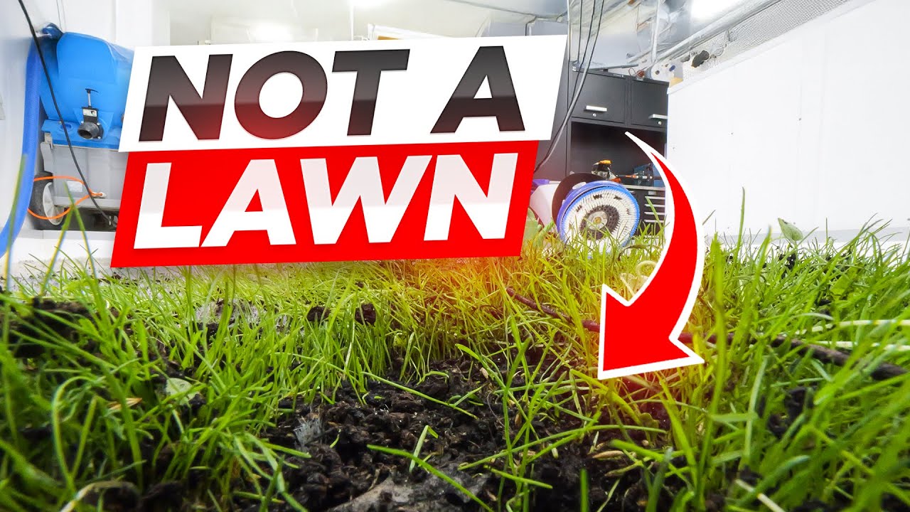 Satisfying rug cleaning timelapse 🧼