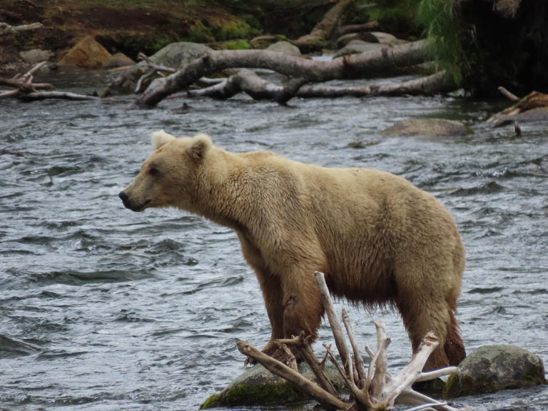 Fat Bear Week at Katmai National Park begins Sept. 23: Here's how ...
