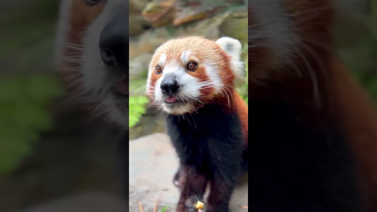 Heartwarming clip guaranteed to cure your bad day