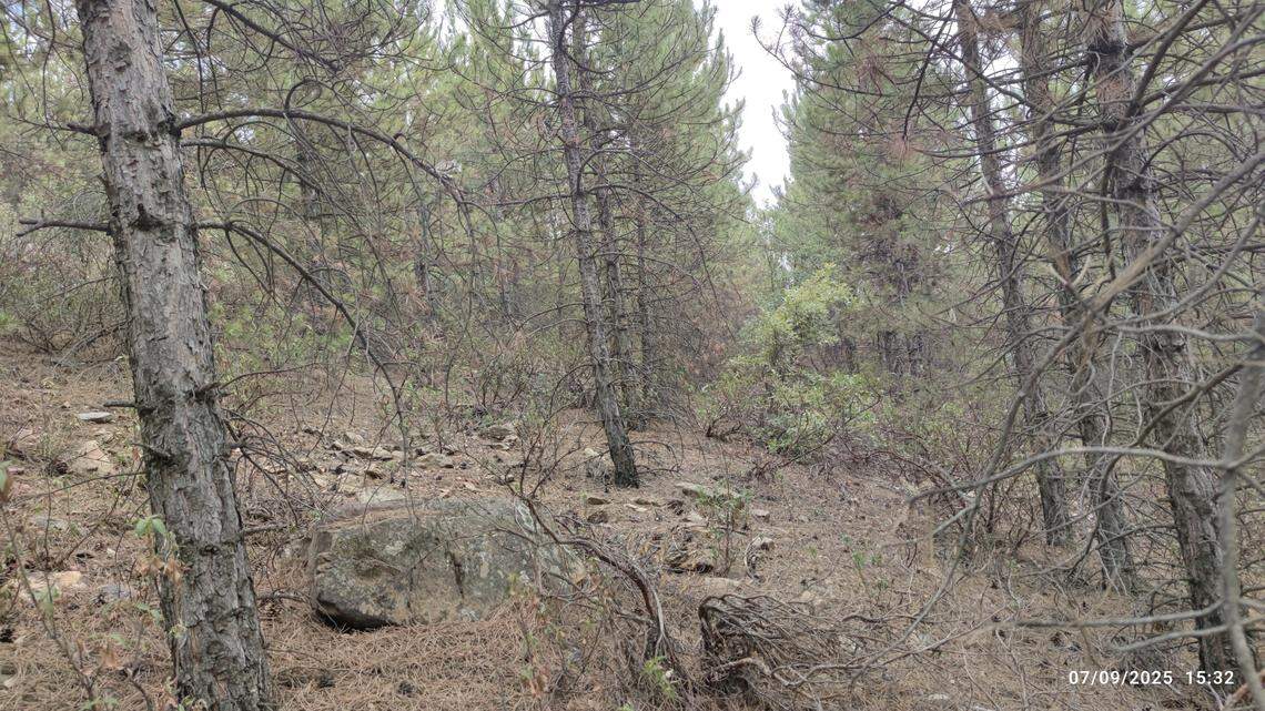 Yellow six-eyed creature found under stones in Turkey forest. It's a ...