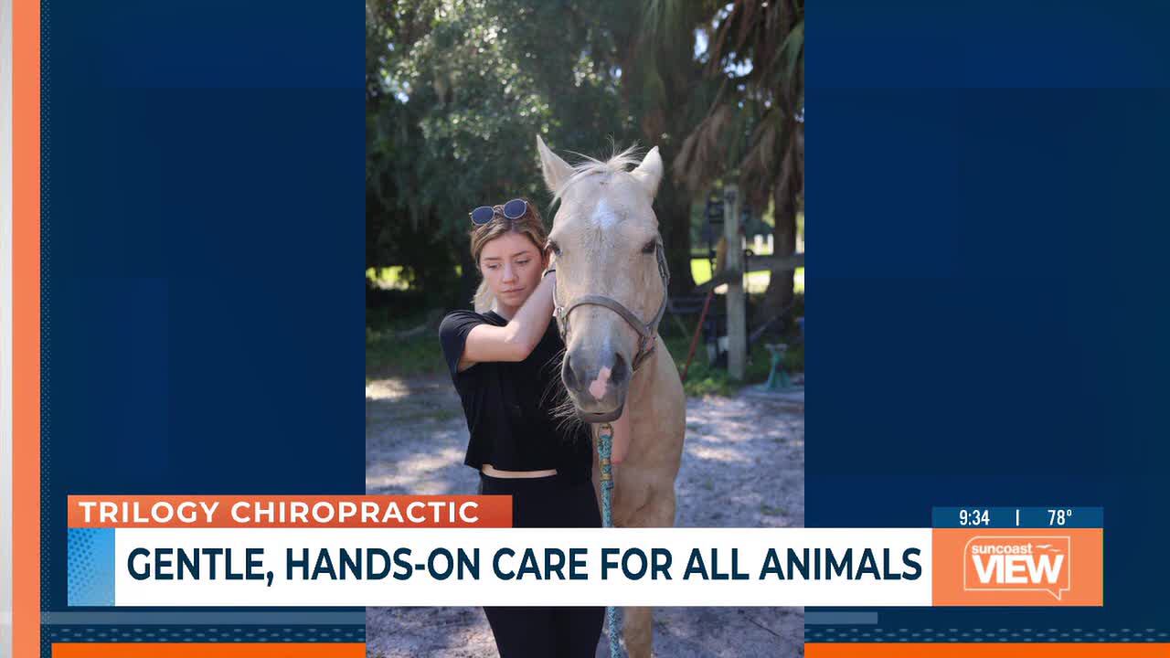 The Benefits of Animal Chiropractic