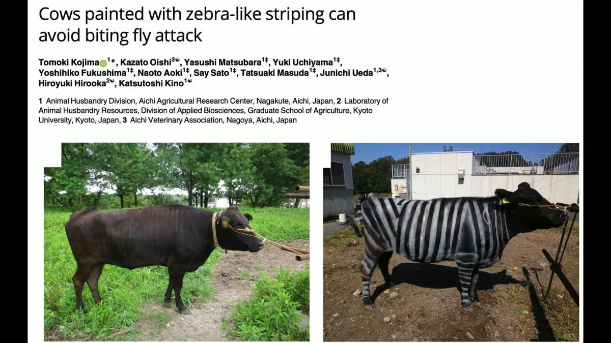 Watch: Ig Nobel Prizes awarded for painted zebra cows, pizza-eating lizards