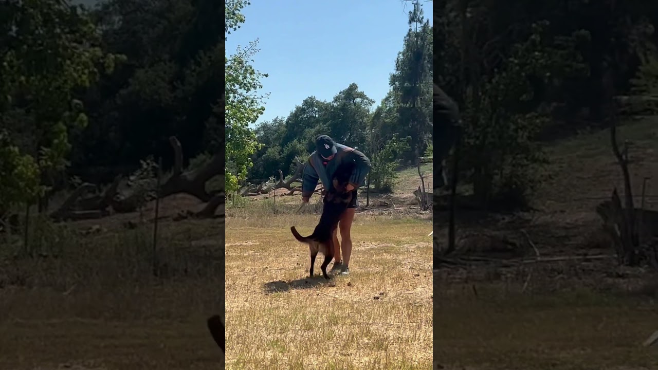 Girl and Her Well-Trained Dog Share Sweet Bond