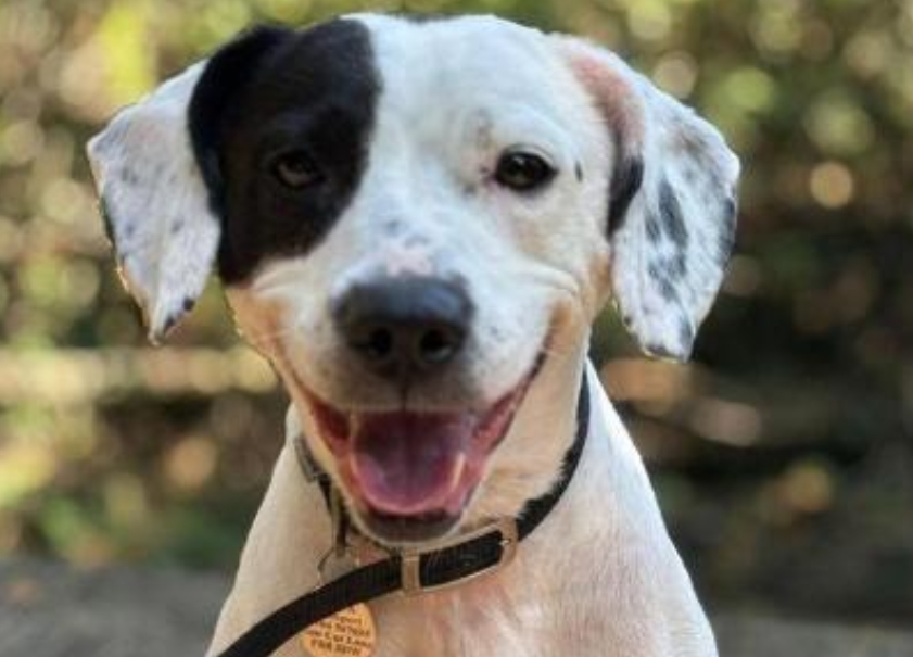 13 adorable cats and dogs at Merseyside RSPCA centres searching for ...