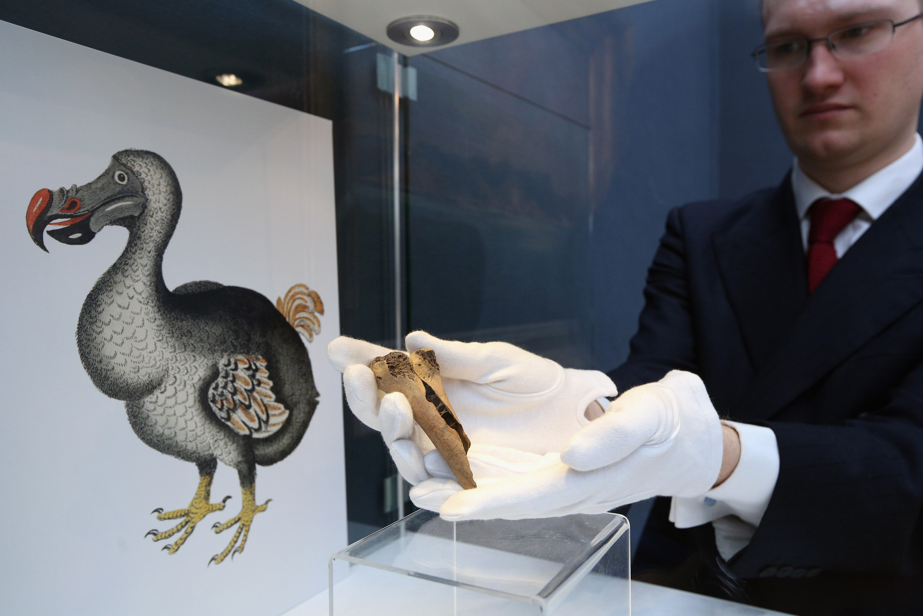 Resurrection of dodo bird one step closer thanks to ‘breakthrough ...