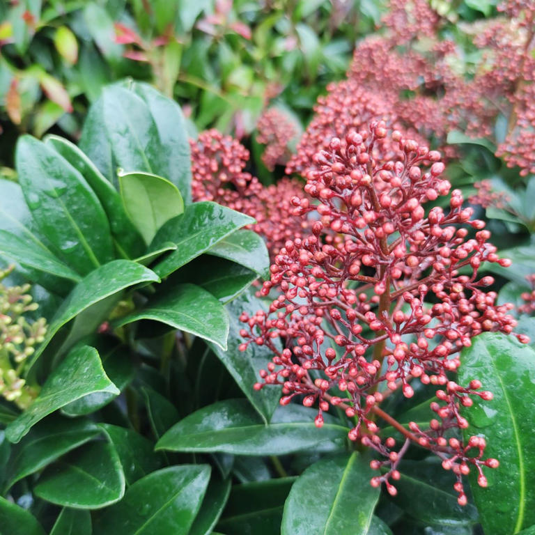 Best evergreen plants for borders – 5 winter bloomers and foliage ...