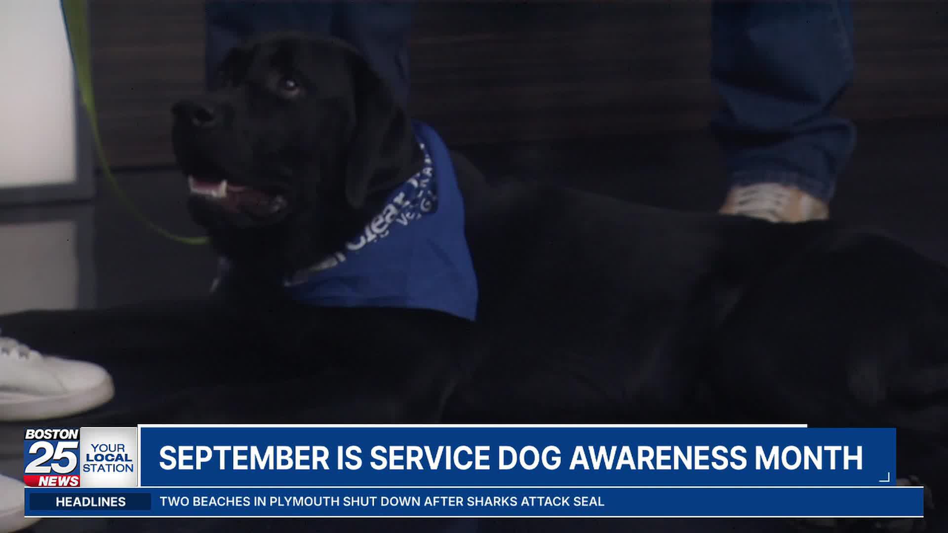 Highlighting Service Dog Awareness Month with Clear Path for Veterans ...