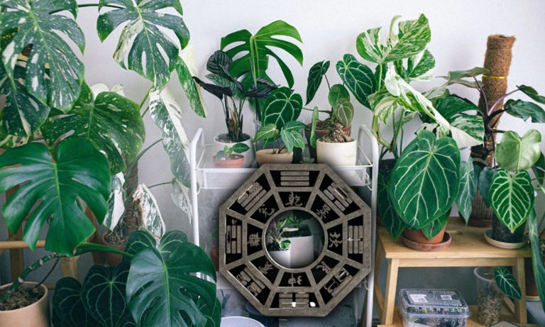 Cuáles son las 5 plantas que debes tener en tu hogar para atraer la ...
