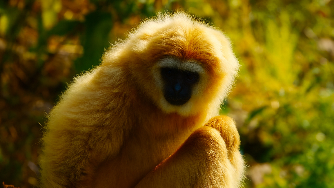 Golden Gibbon – Rare Wildlife Moments in 4K