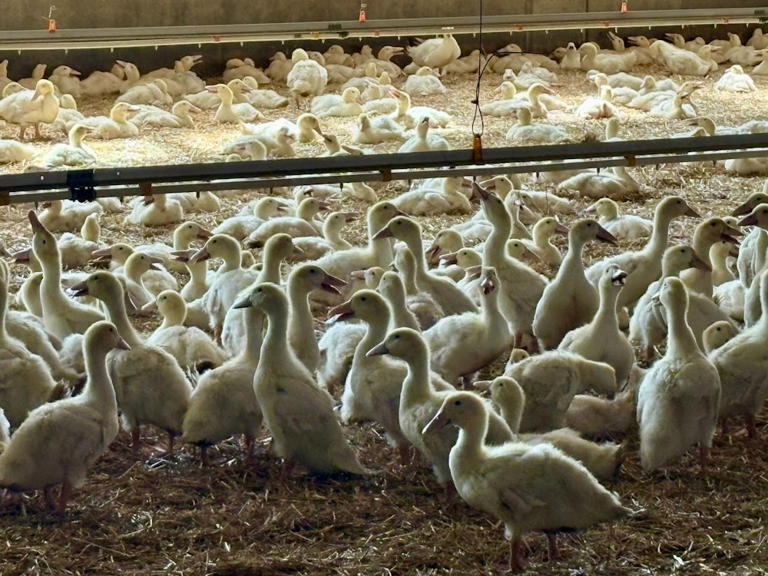 Wo die Enten fürs Oktoberfest herkommen: „Ja, es ist Massentierhaltung ...